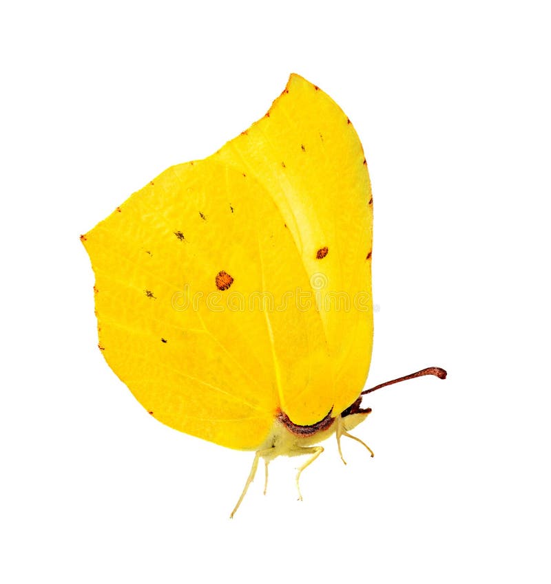 Bright Yellow Brimstone Butterfly Stock Image - Image: 23288433