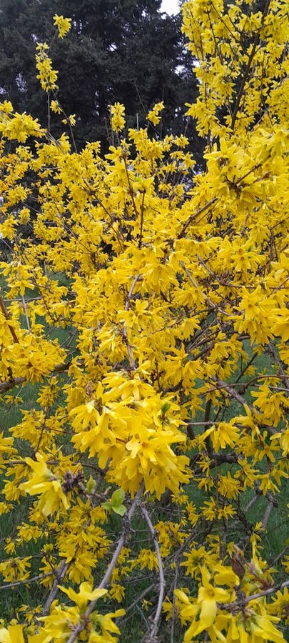 Bright Yellow Bush Growing in Autumn Stock Image - Image of autumn ...