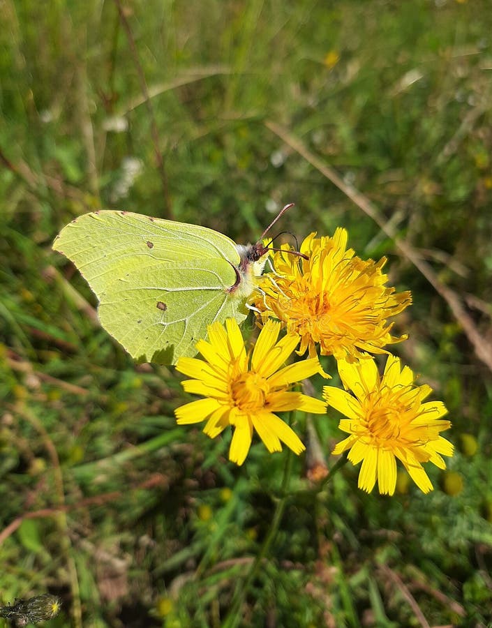 Bright Yellow Butterfly on a Yellow Flower Stock Photo - Image of ...