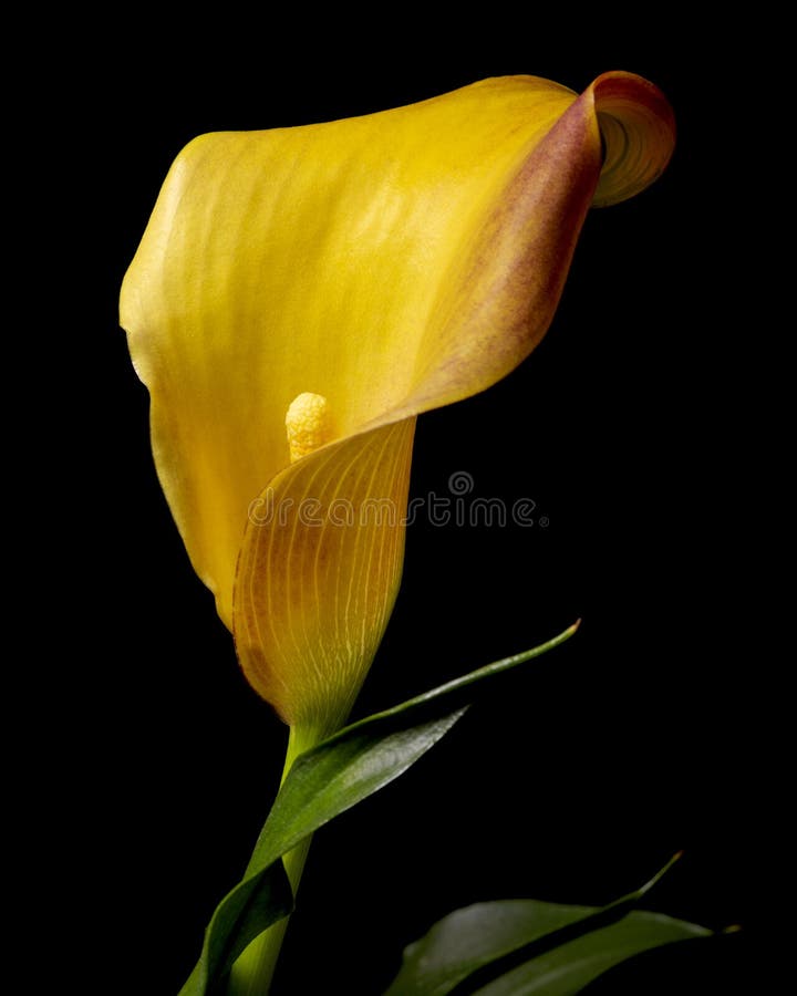 A Yellow Cala Lily in Bloom Stock Photo - Image of acanthaceae ...