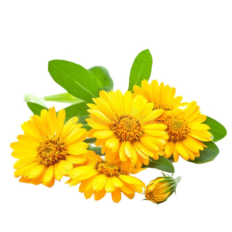 Bright Yellow Calendula Flowers and Green Leaves Isolated Stock ...