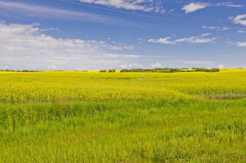 Bright yellow canola crop stock photo. Image of yellow - 271908162