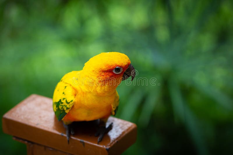 Bright Yellow Colored Sun Parakeet in a Indoor Environment Stock Photo ...