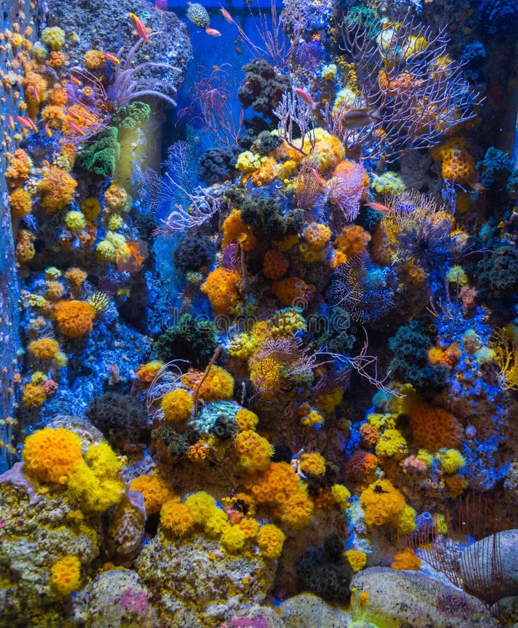 Bright Yellow Corals in a Aquarium with Blue Fish Singapore Stock Photo ...