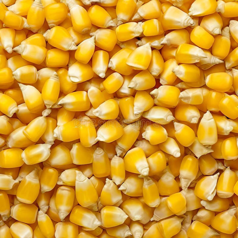 Bright Yellow Corn Kernels Arranged in a Grid Formation for a C Stock ...