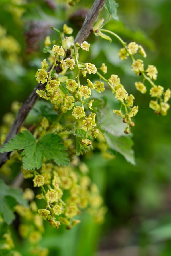 Bright Yellow Currant Blossom on a Branch Stock Image - Image of ...