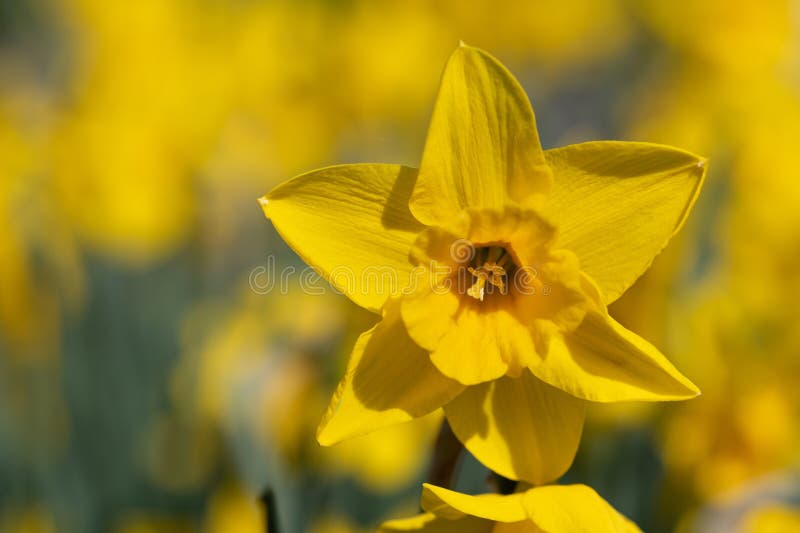 A Bright Yellow Daffodil Grows in a Field of Daffodils in Spring Stock ...