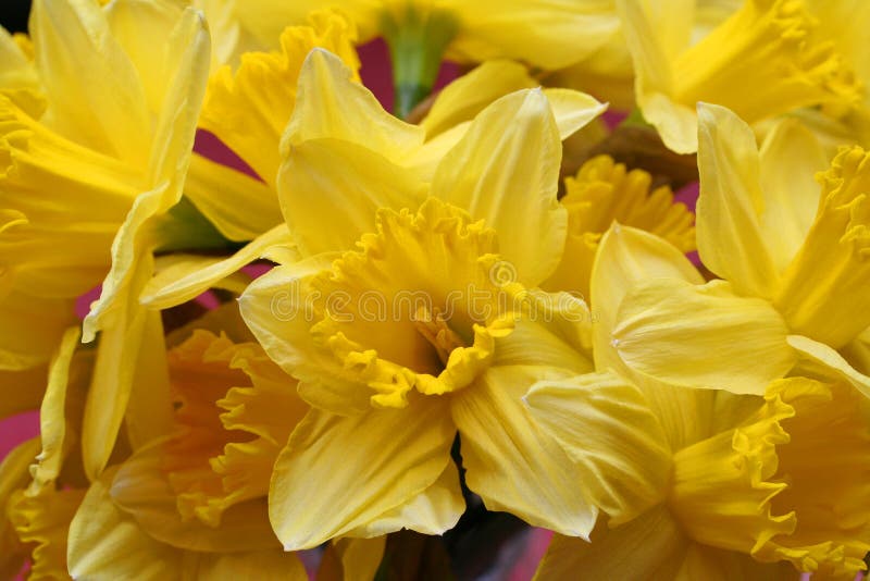 Bright Yellow Daffodils stock photo. Image of natural - 13187614