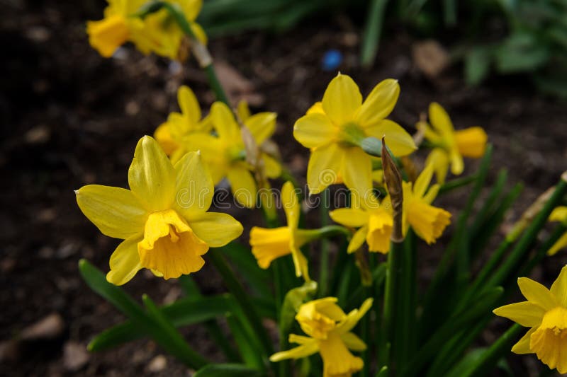 Bright Yellow Daffodils Blooming in Early Spring Stock Image - Image of ...