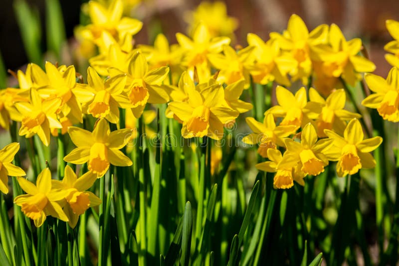 Vibrant Daffodils in the Spring Sunshine Stock Image - Image of floral ...
