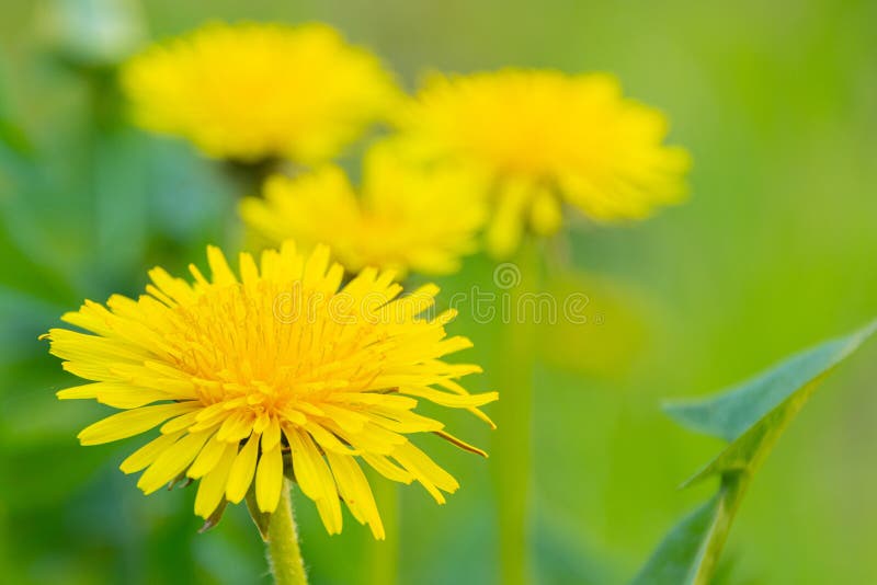 Yellow dandelion stock image. Image of blur, breath - 177138737