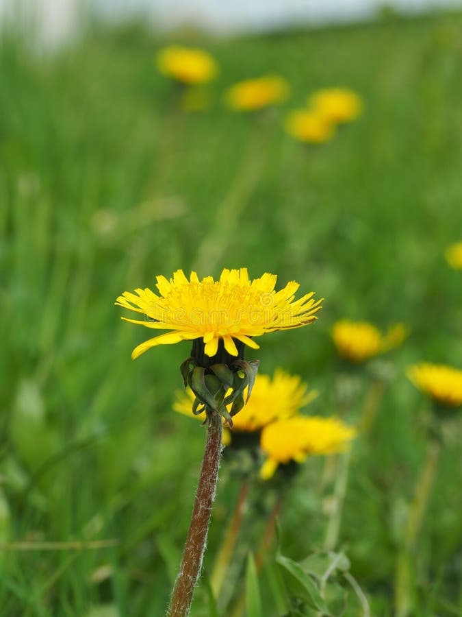 A Bright Yellow Dandelion Grows in a Field Close-up. Field Plants ...