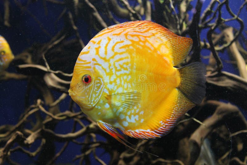 1,091 Yellow Discus Fish Aquarium Stock Photos - Free & Royalty-Free ...