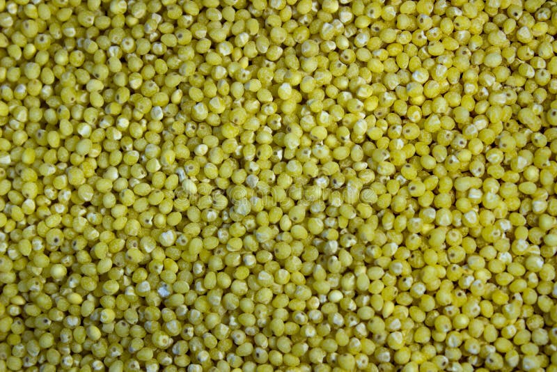 Texture of yellow millet stock image. Image of full - 157646147