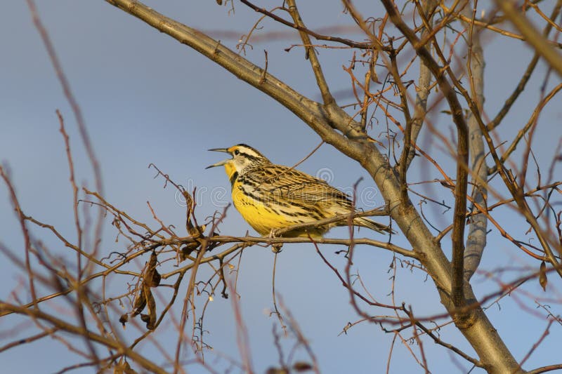 Bright Yellow Eastern Meadowlark Bird Stock Image - Image of sunset ...