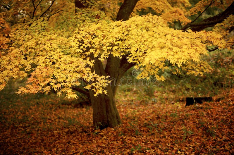 Bright Yellow Fall color stock photo. Image of tree, russet - 7075760