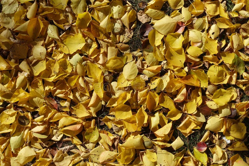 Bright Yellow Fallen Leaves of Apricot on the Ground in October Stock ...