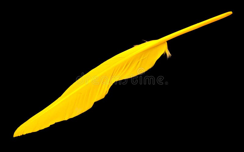 Bright Yellow, Feather Isolated Stock Photo - Image of single, cutout ...