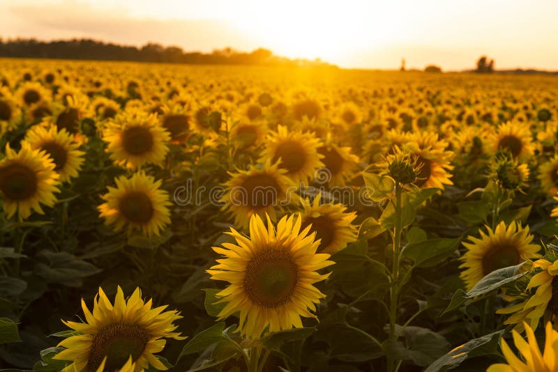 Bright Yellow Field of Sunflowers at Sunset and a Ray Stock Image ...