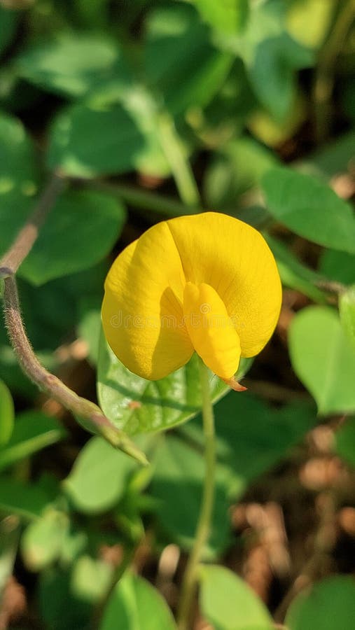 A Bright Yellow Flower Dazzles in the Morning Sun Stock Photo - Image ...