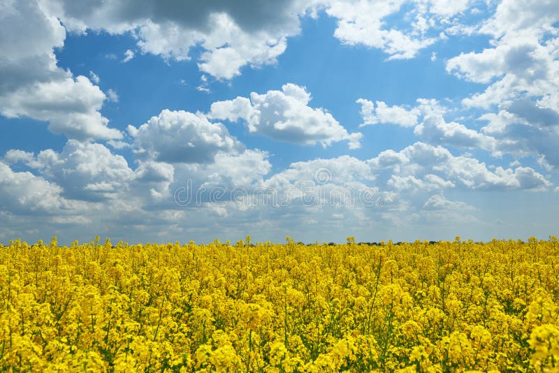 Bright Yellow Flower Field, Beautiful Spring Landscape, Rapeseed Stock ...