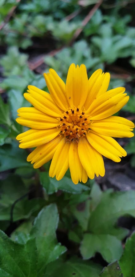Bright Yellow Flower on Ground Stock Photo - Image of wildflower, field ...
