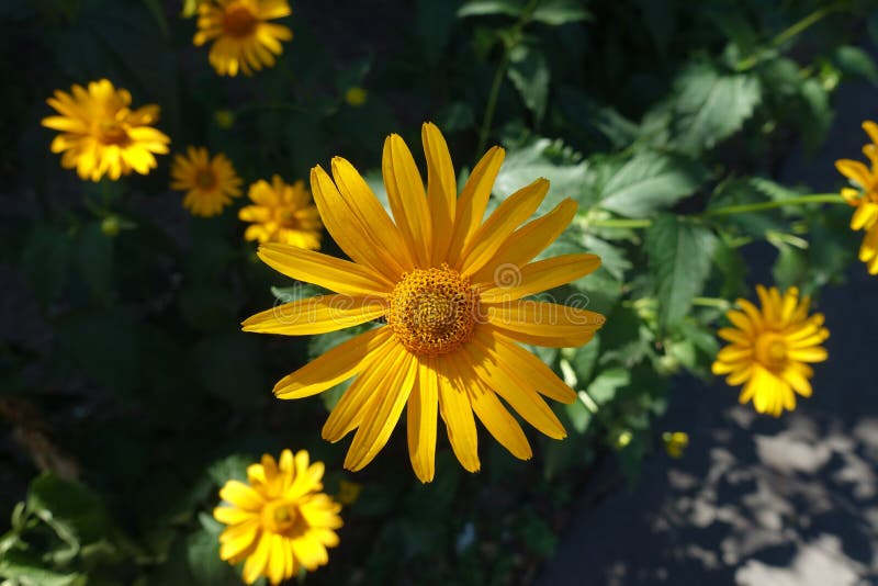 Bright Yellow Flowerheads of Heliopsis Helianthoides Stock Image ...