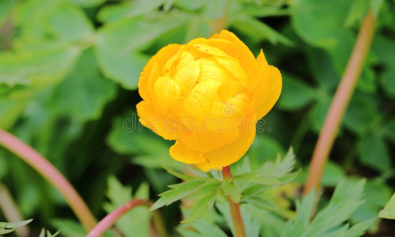Bright Yellow Flower stock photo. Image of close, yellow - 94257912
