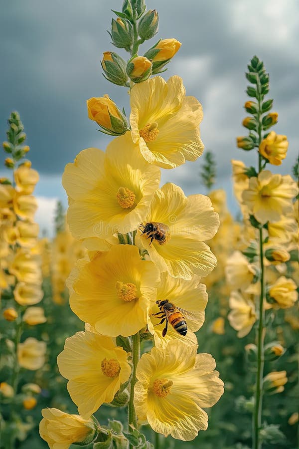 Bright Yellow Flowers with Bees Pollinating Under a Cloudy Sky Stock ...