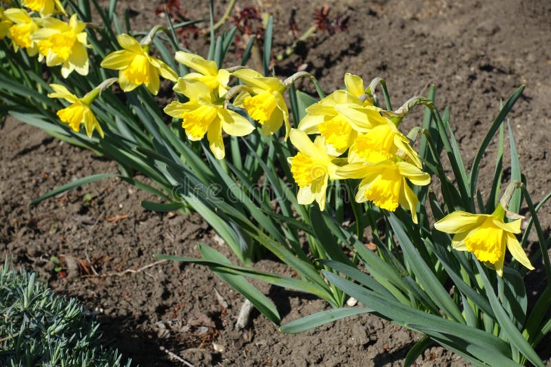 Bright Yellow Flowers of Daffodils in a Row in March Stock Photo ...