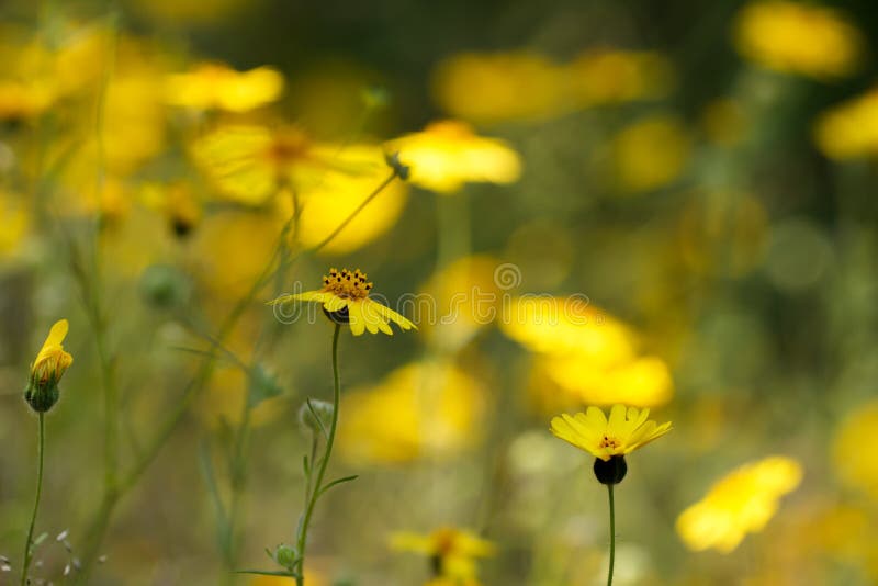 Bright Yellow Flowers of Common Madia or Tarweed Madia Elegans, a ...
