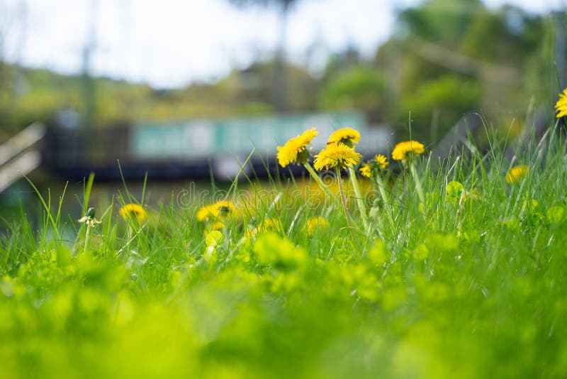 The Bright Yellow Flowers on the Flower Fields in the Morning Stock ...