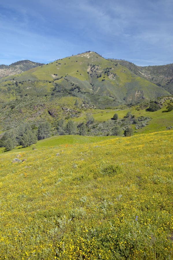 Bright Yellow Flowers on the Green Spring Hills Stock Photo - Image of ...