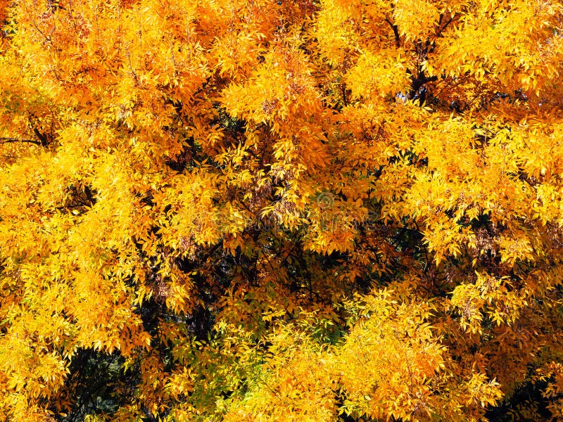 Bright Yellow Foliage of a Tree in Early Autumn Stock Image - Image of ...
