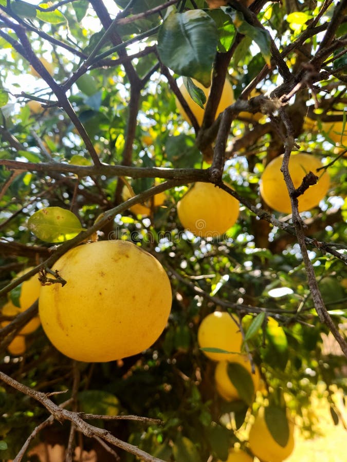 Bright Yellow Fruit Hanging from a Tree Stock Photo - Image of tree ...