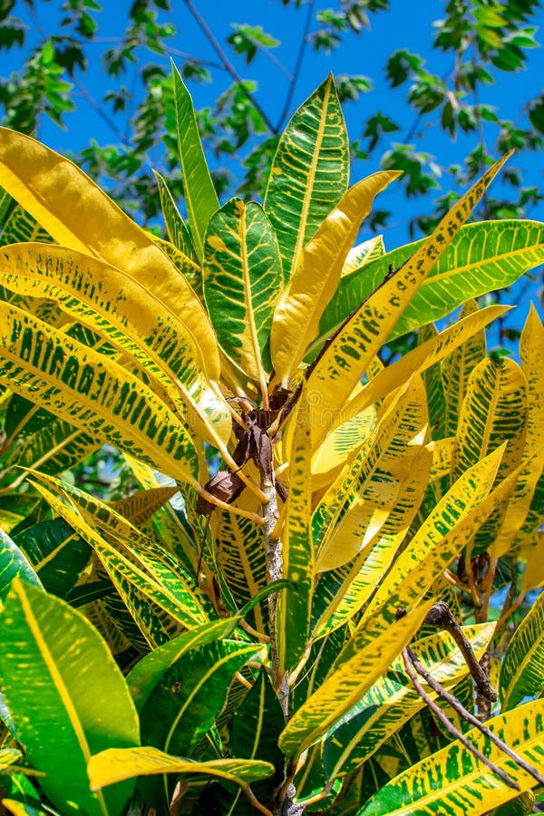 Bright Yellow Garden Croton Codiaeum Variegatum Stock Photo - Image of ...