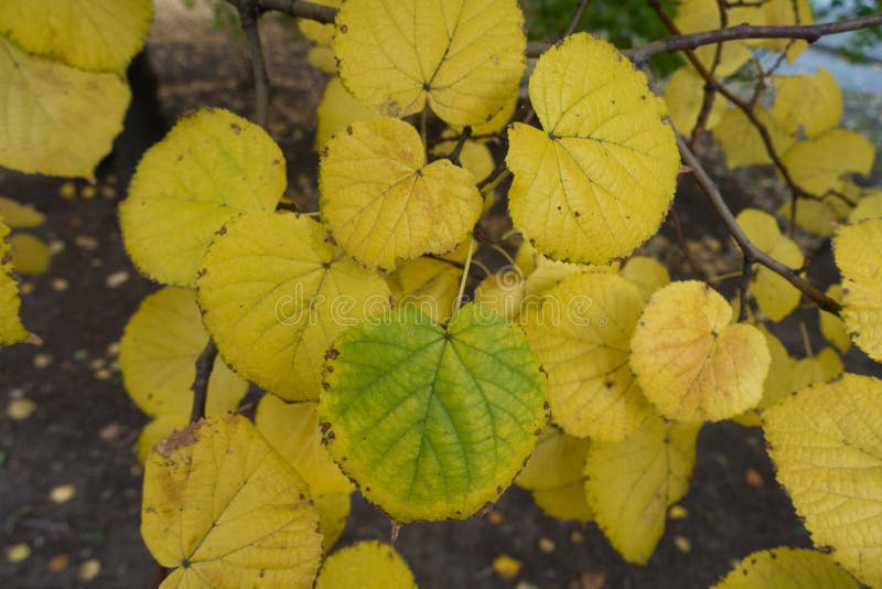 Bright Yellow and Green Leaves of Lime Stock Photo - Image of park ...