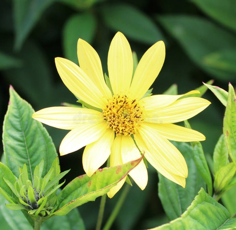 Bright Yellow Helianthus Lemon Queen Stock Photo - Image of head ...