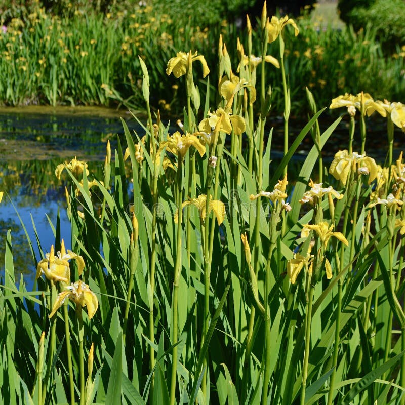 Yellow Iris Flowers by the Pond in Spring Time Stock Image - Image of ...