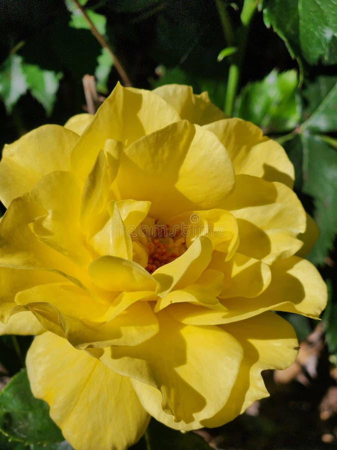 Yellow Knock Out Rose Stock Photos - Free & Royalty-Free Stock Photos ...