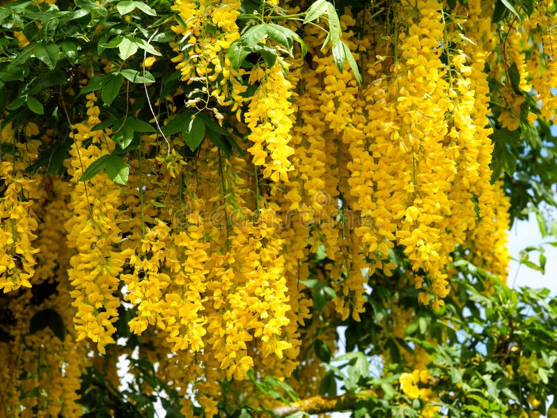 Bright Yellow Laburnum Flowers Hanging from a Tree Stock Photo - Image ...