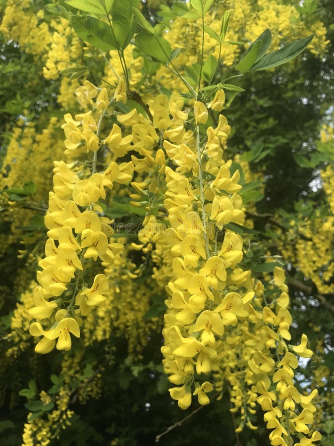 Bright Yellow Laburnum Tree Stock Photo - Image of yellow, laburnum ...