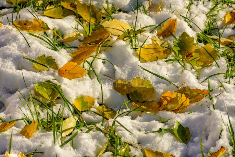 Bright Yellow Leaves of an Aspen Fallen on Fresh Snow Stock Image ...
