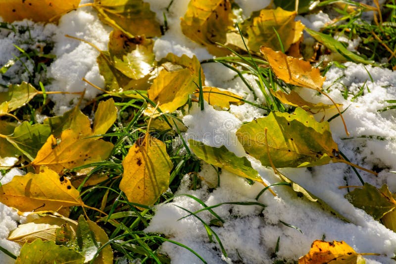 Bright Yellow Leaves of an Aspen Fallen on Fresh Snow Stock Photo ...