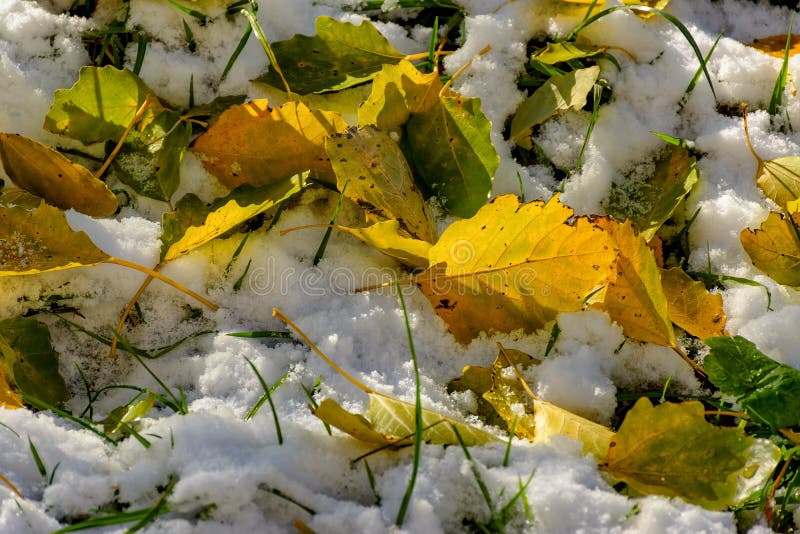 Bright Yellow Leaves of an Aspen Fallen on Fresh Snow Stock Image ...