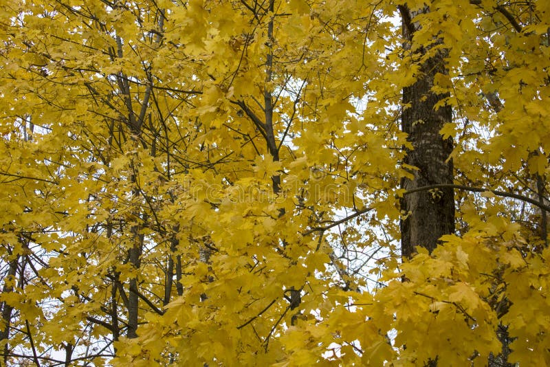 Bright Yellow Leaves on the Branches of Autumn Trees in the Forest ...