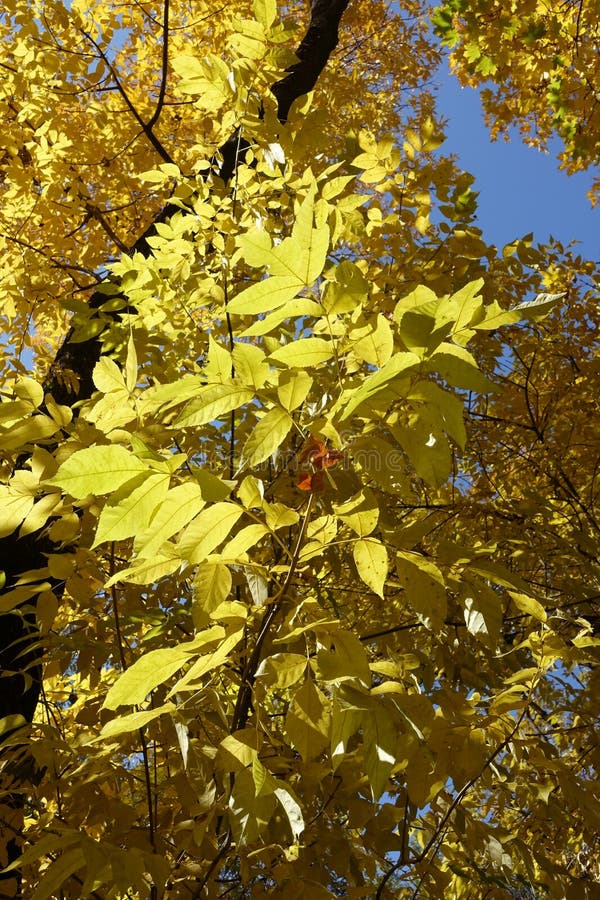 Bright Yellow Leaves of Red Ash in Autumn Stock Photo - Image of life ...