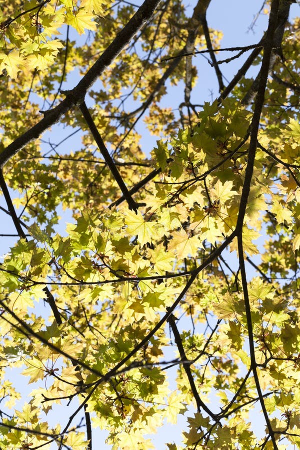 Bright Yellow Maple Foliage Stock Image - Image of leaf, color: 131821465