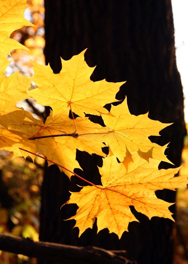 Bright yellow maple leaves stock photo. Image of wildlife - 15420866