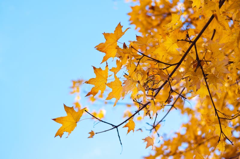 Bright yellow maple leaves stock image. Image of leaves - 25845057